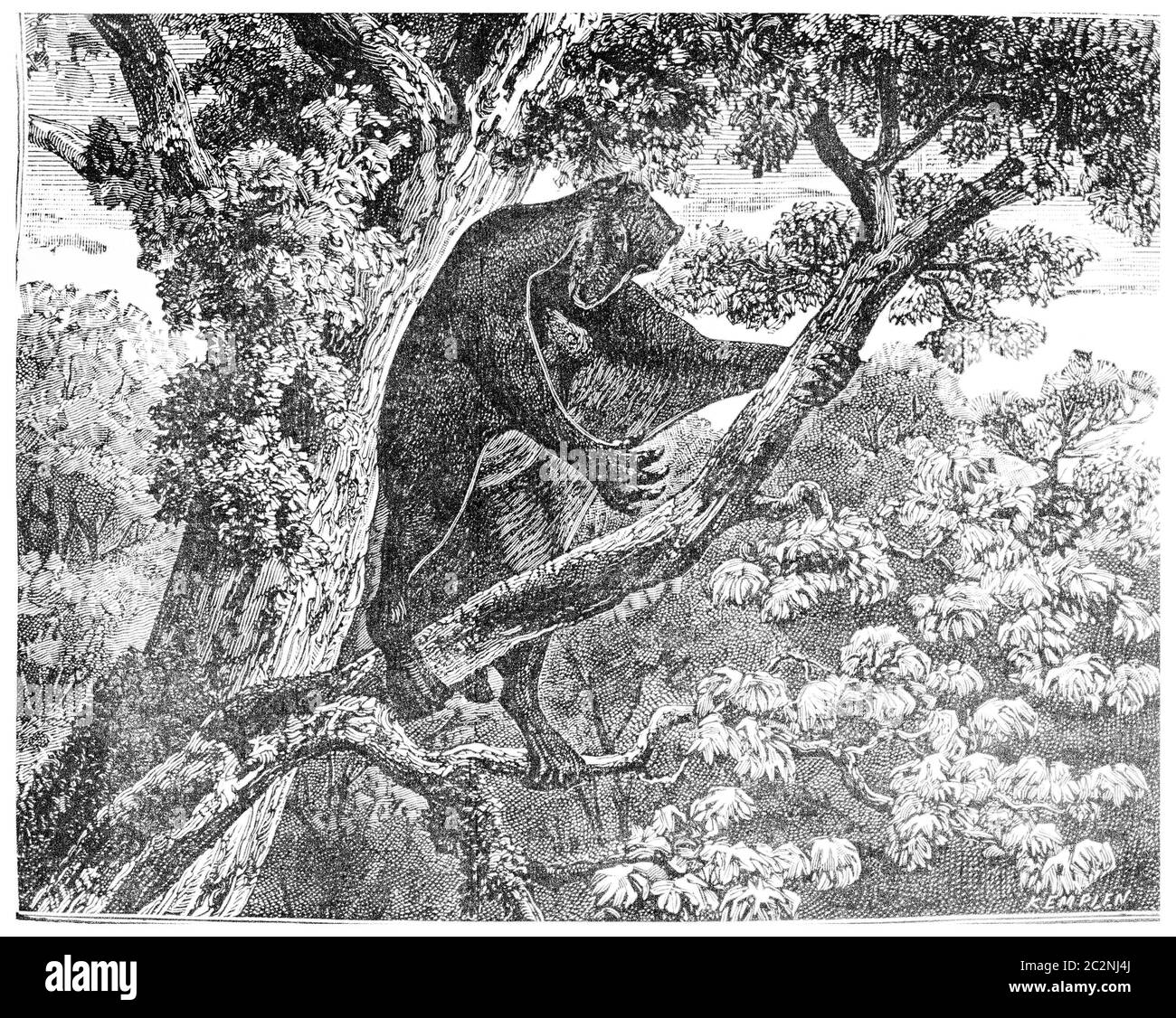 The Galeopithecus, lemurien of the Eocene period, vintage engraved ...