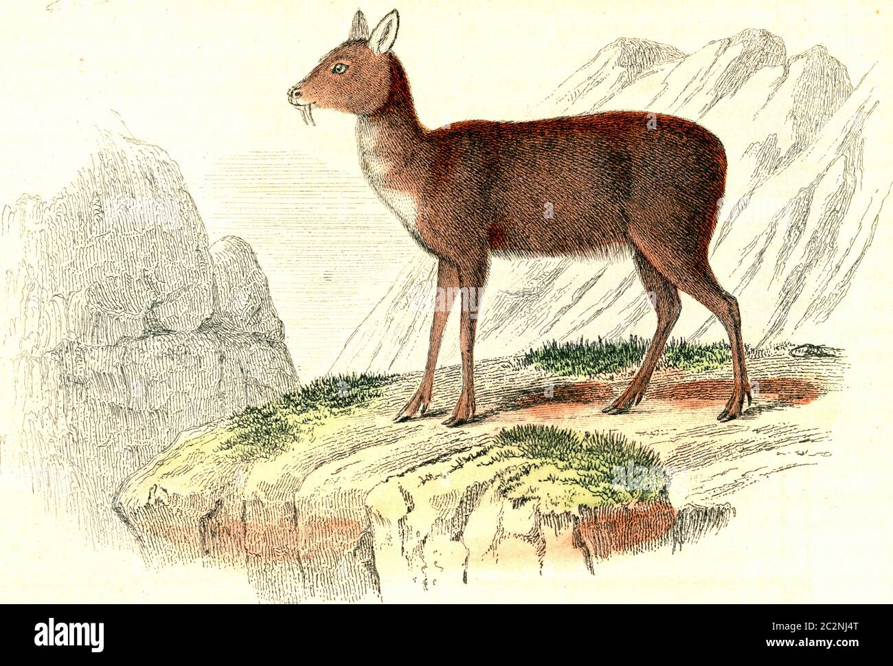 Musk, vintage engraved illustration. From Buffon Complete Work Stock ...