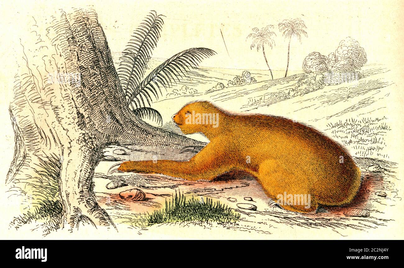 Giant Sloth High Resolution Stock Photography and Images - Alamy