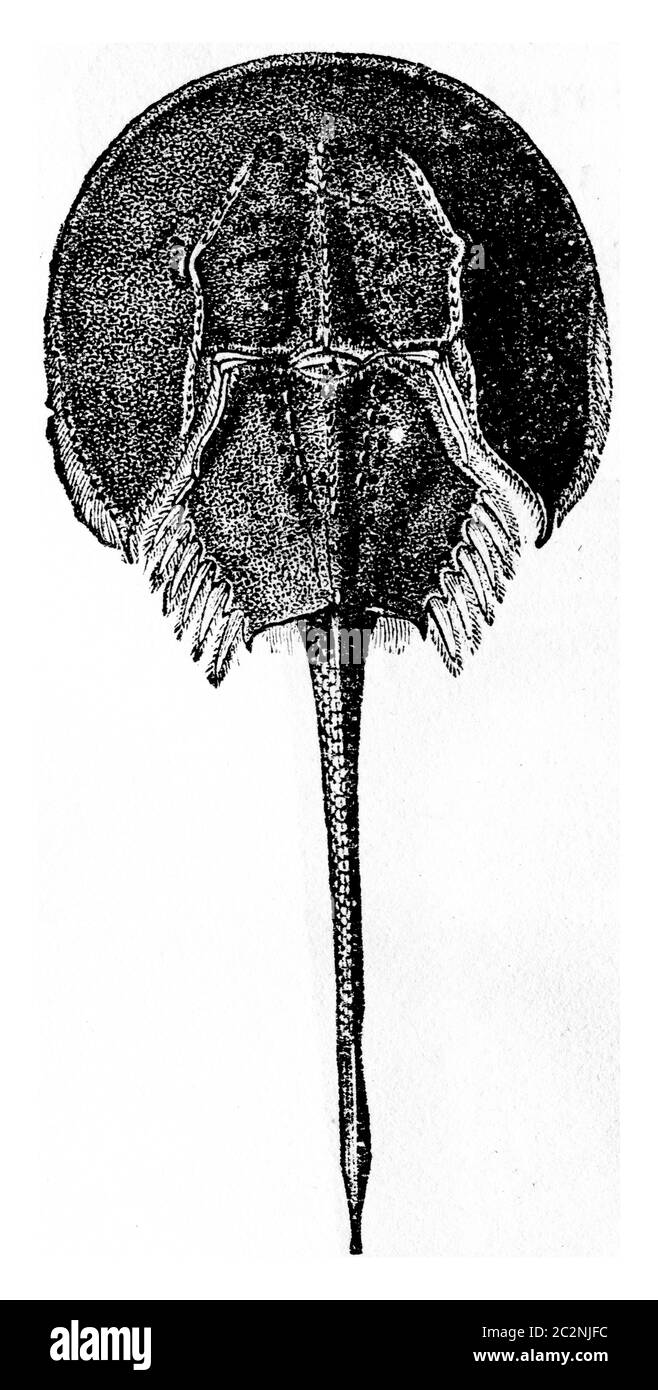 Vintage Horseshoe Crab Drawings Horseshoe Crab Paintings For Sale