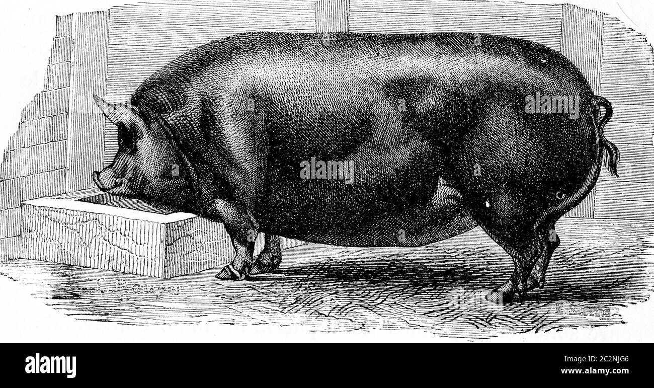 Pig, vintage engraved illustration. Natural History of Animals, 1880 ...