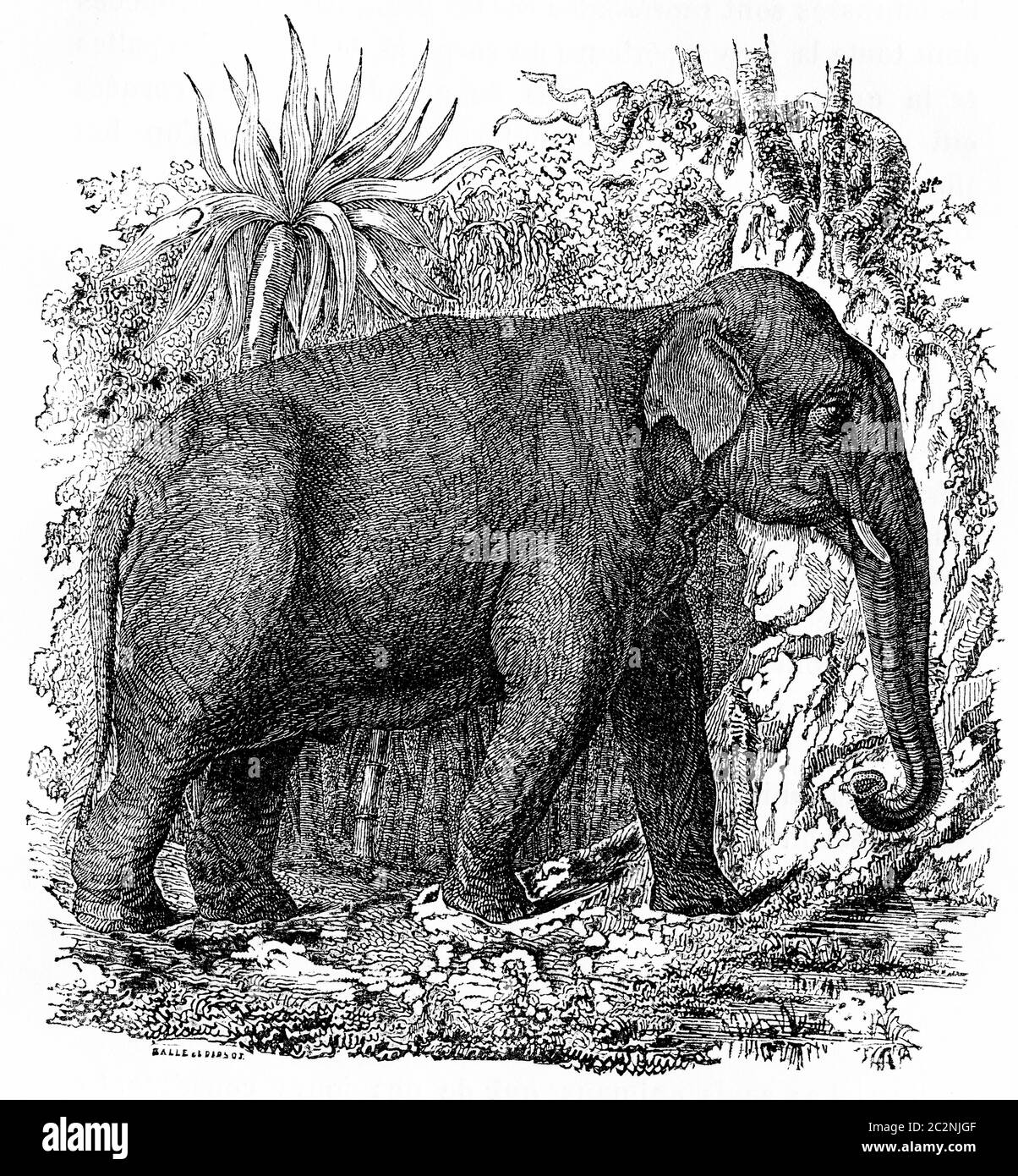 Elephas maximus drawing hi-res stock photography and images - Alamy