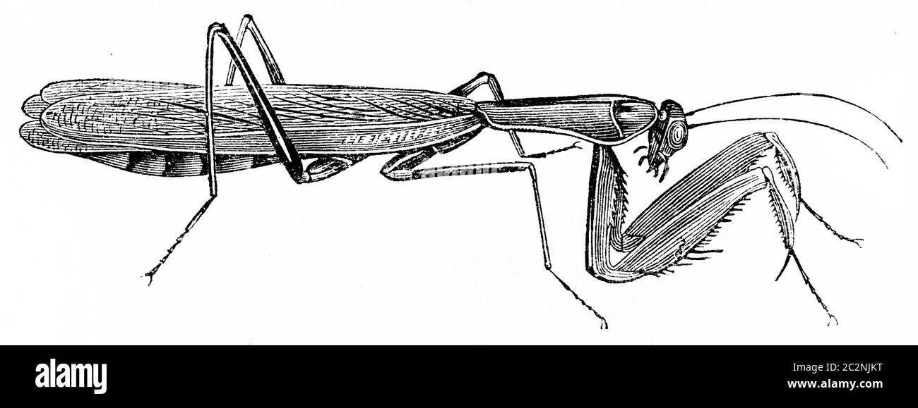 Praying mantis, vintage engraved illustration. Natural History of ...