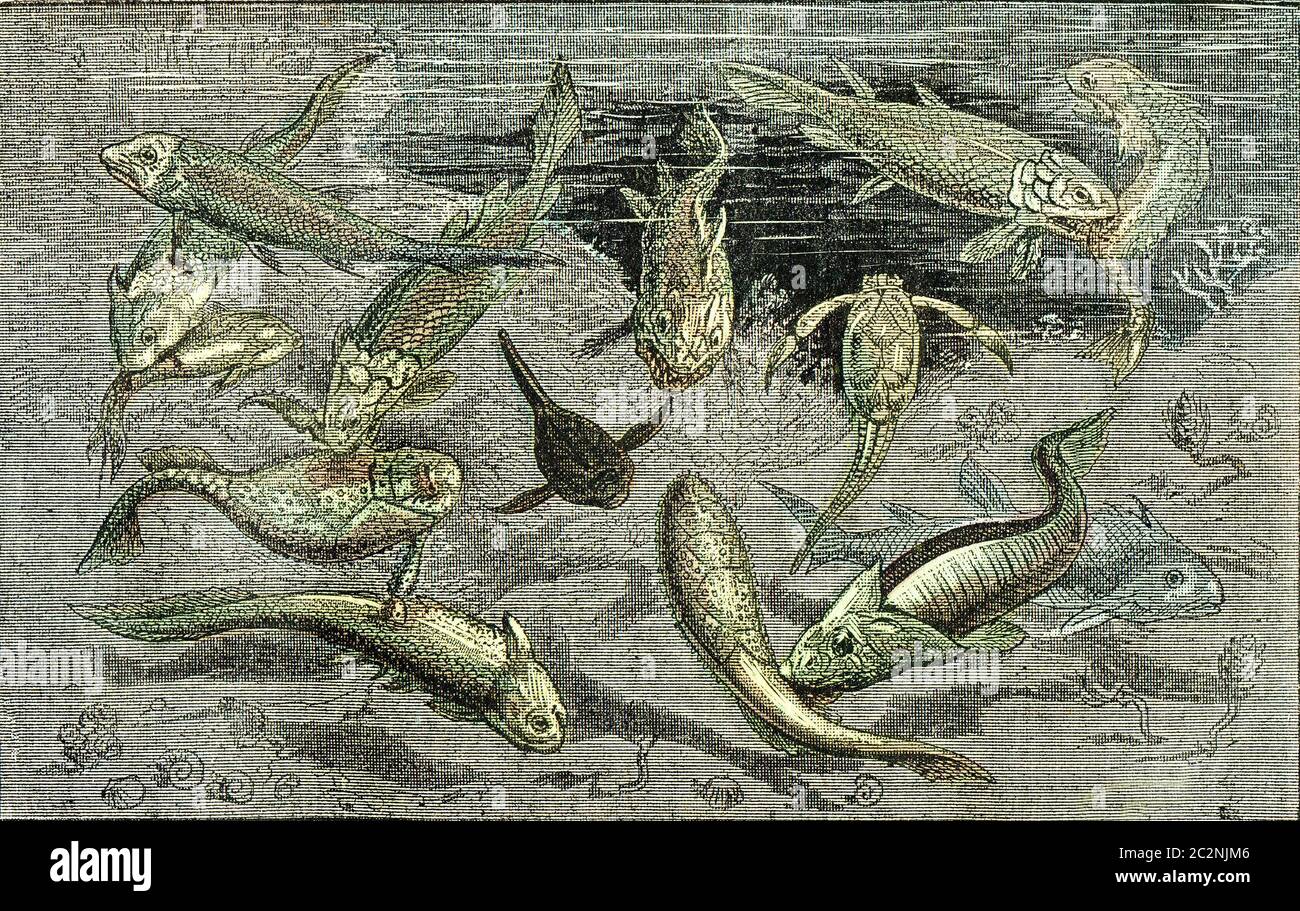 The struggle for existence in Devonian times, vintage engraved ...