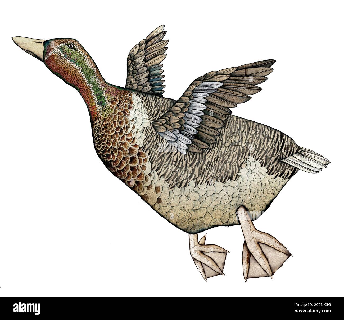 Duck flight drawing hi-res stock photography and images - Alamy