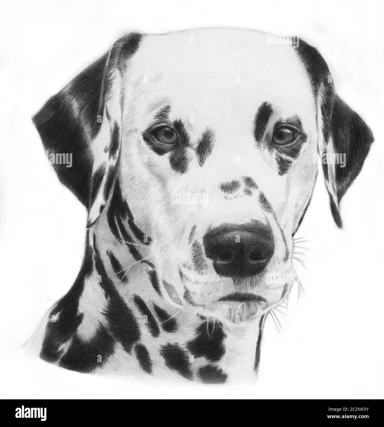 Dalmatian, hand drawn grayscale head of a dalmation dog illustration ...