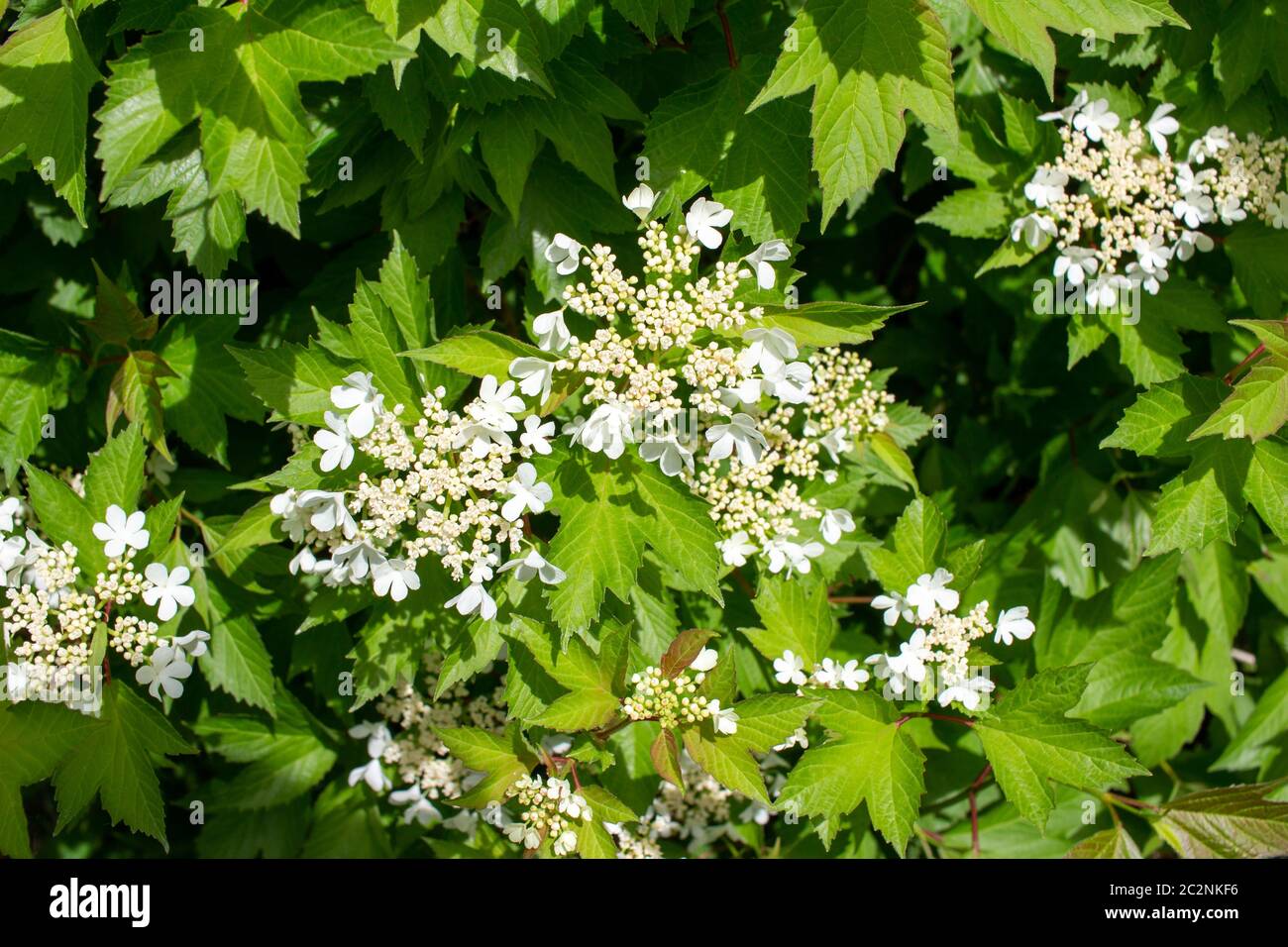 Close up view of beautiful white buds and blossoms on a compact ...