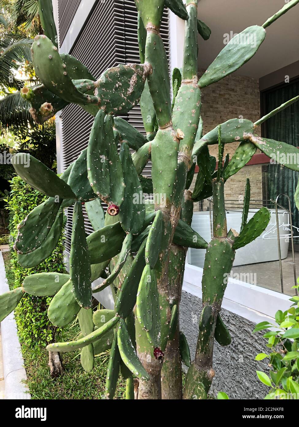 Tropical cacti hi-res stock photography and images - Alamy