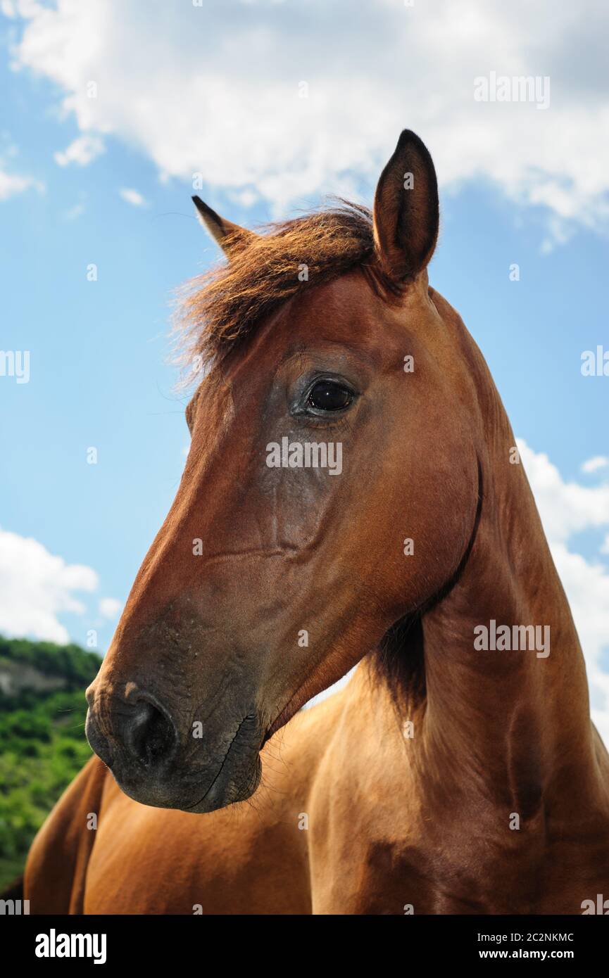 Red horse head portrait Stock Photo - Alamy