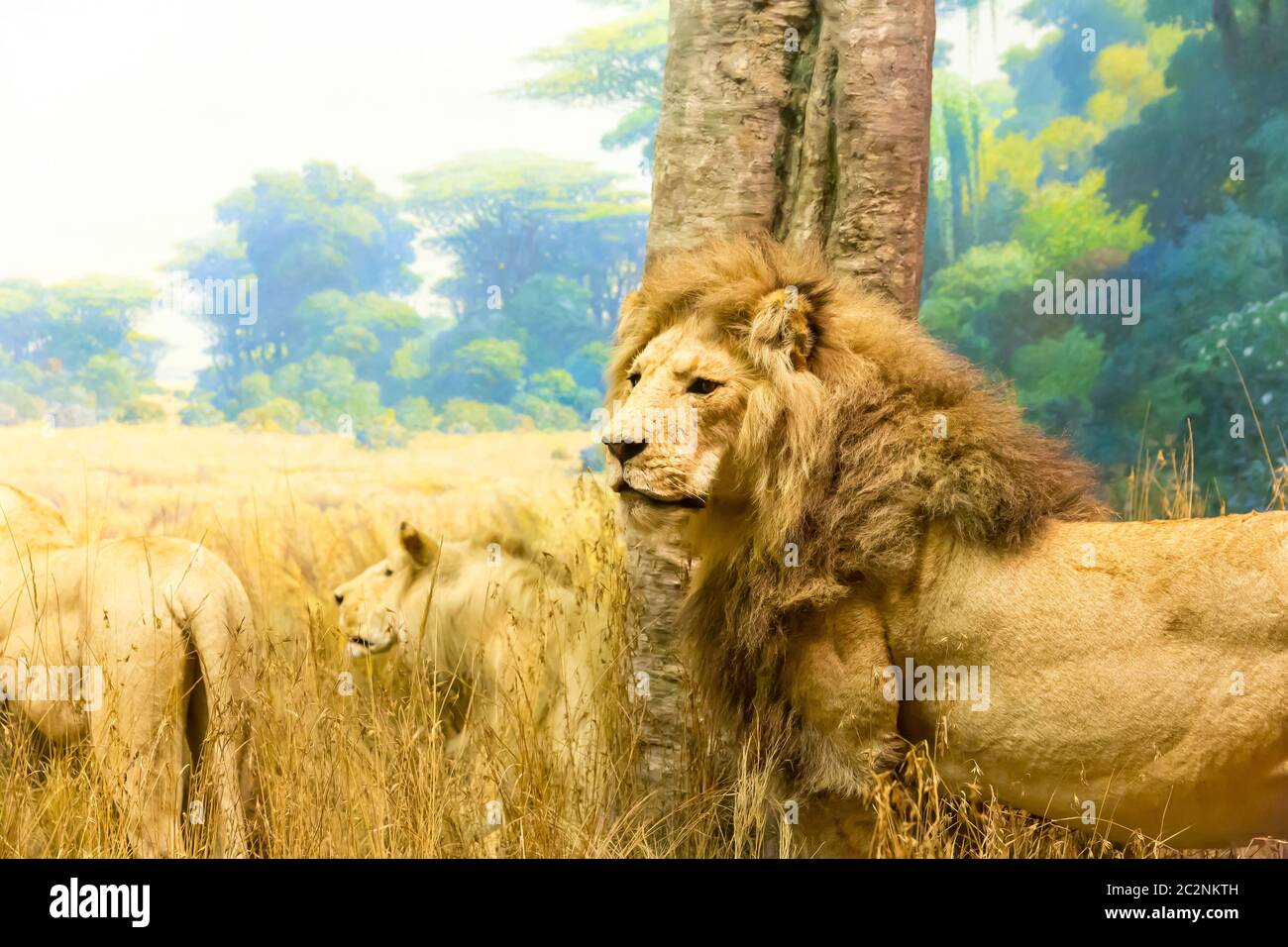 Family of lions resting in a forest. Predators wild nature concept ...