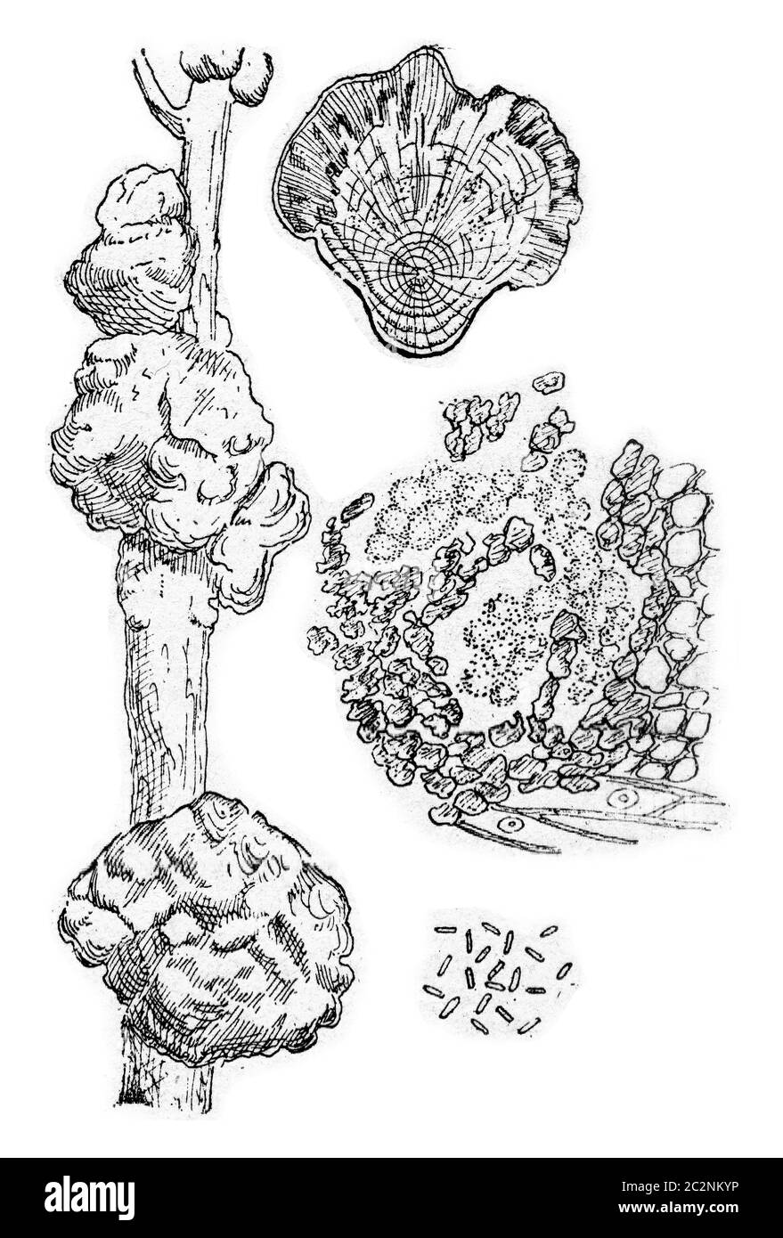 Aleppo galls hi-res stock photography and images - Alamy