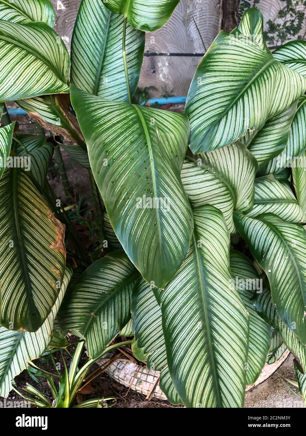 Tropical cacti hi-res stock photography and images - Alamy