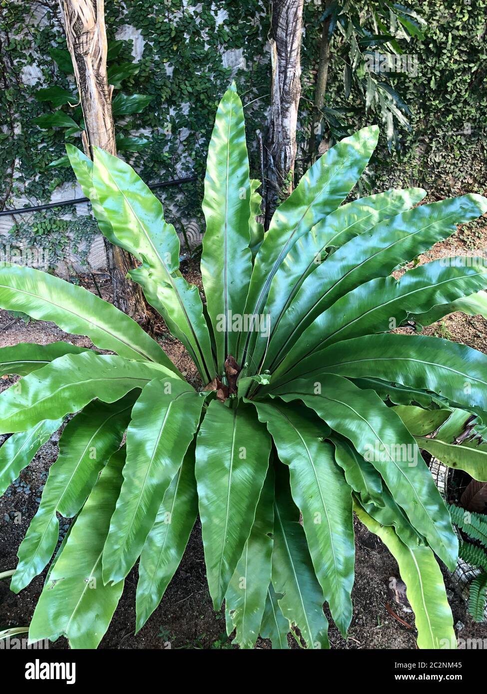 tropical plants in Southeast Asia in Thailand Stock Photo - Alamy