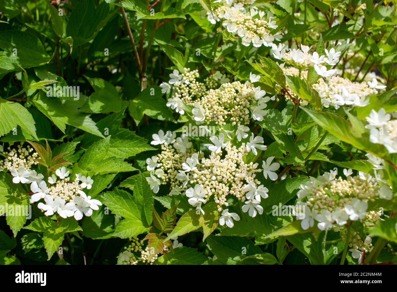 Close up view of beautiful white buds and blossoms on a compact ...