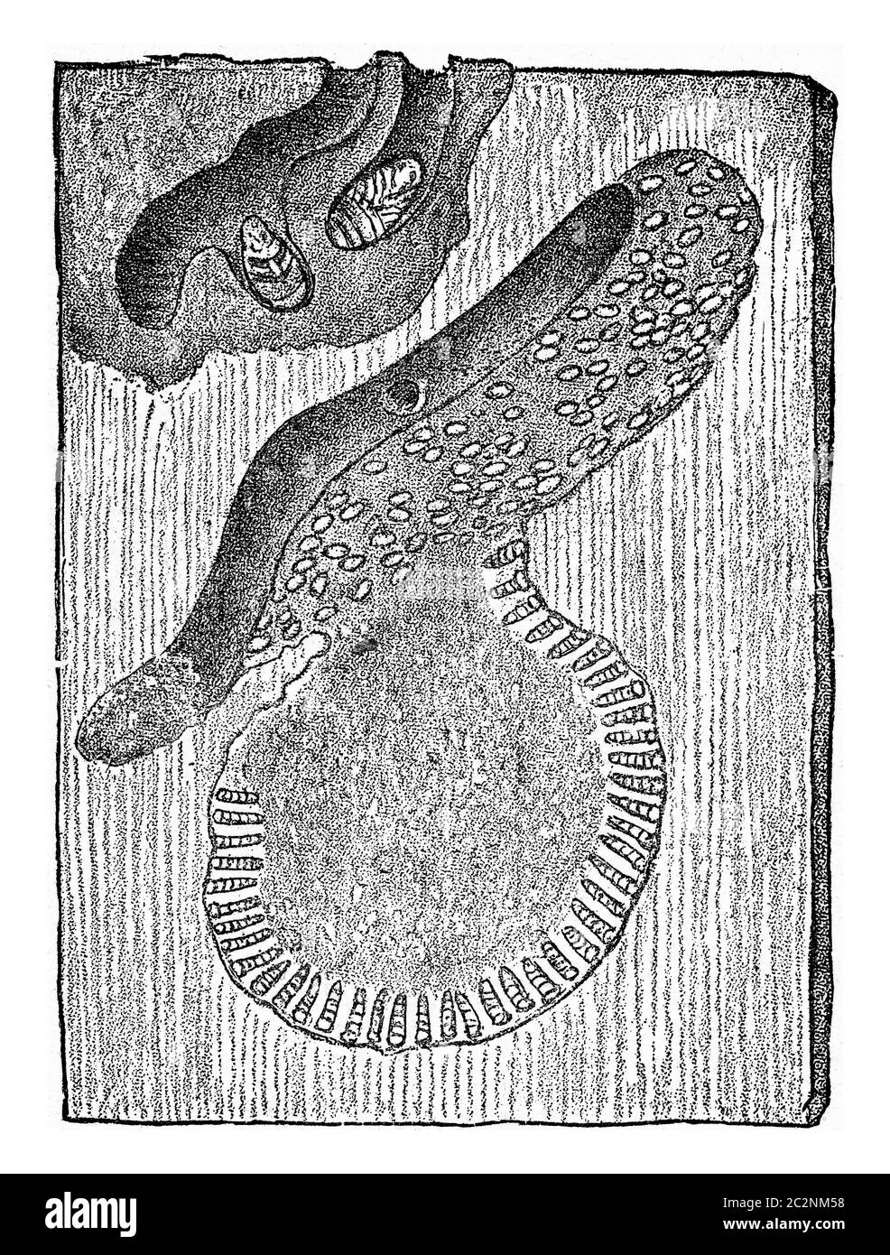 Hylesinus micans, vintage engraved illustration Stock Photo - Alamy