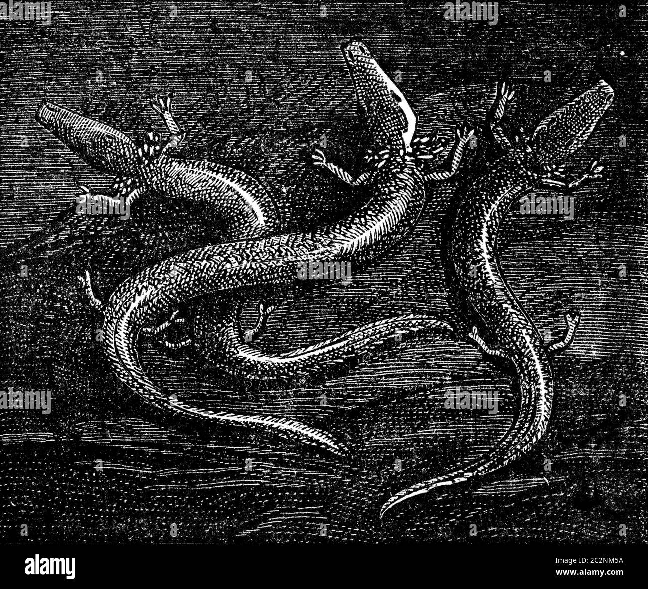 Example of processing the races and atrophy of organs, the blind-fish ...