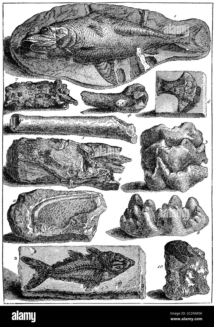Fossil collections 1751, vintage engraved illustration. Earth before ...
