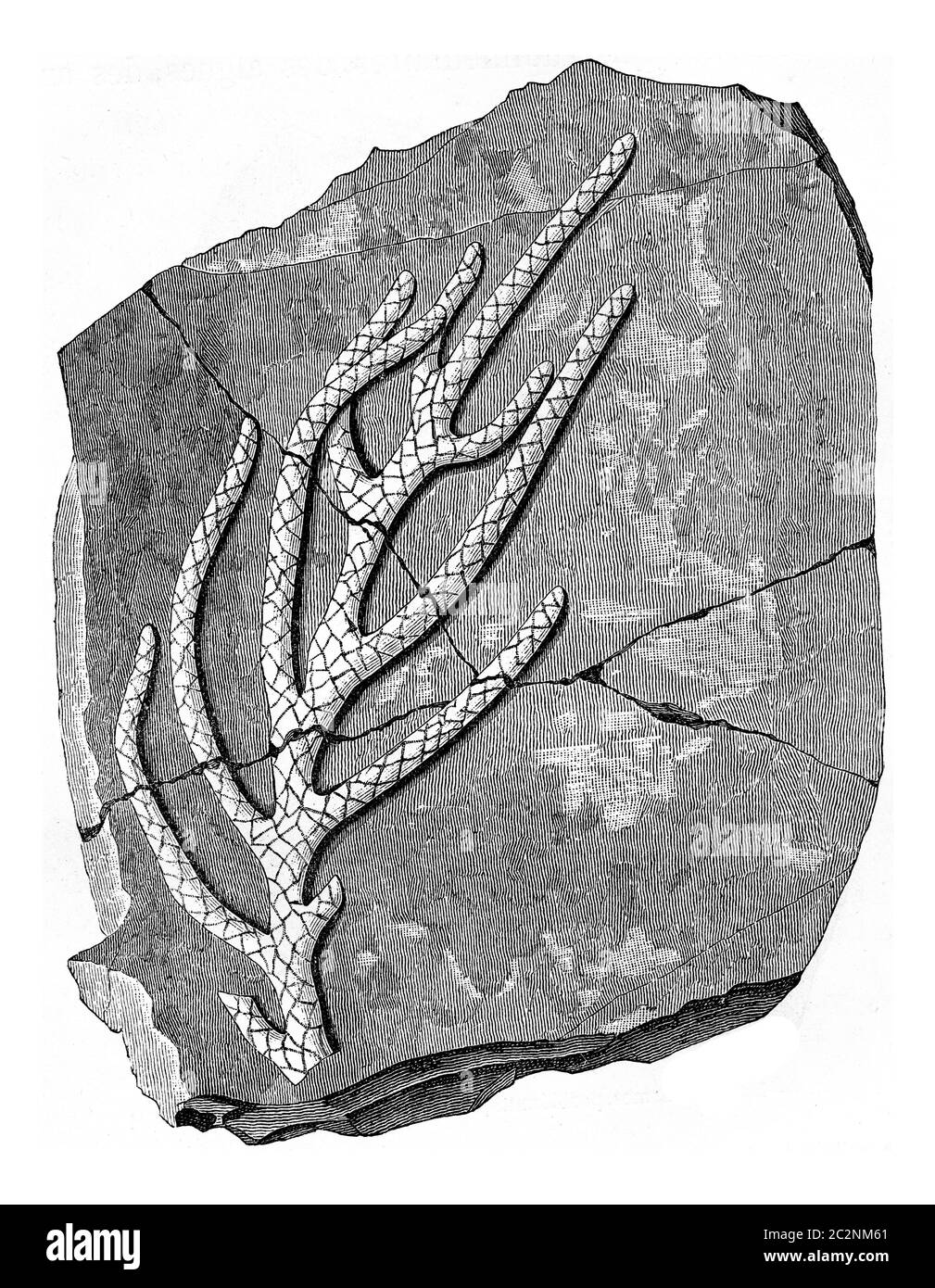 Issues organizations ancient seas, Brachyphyllum gracile, vintage ...