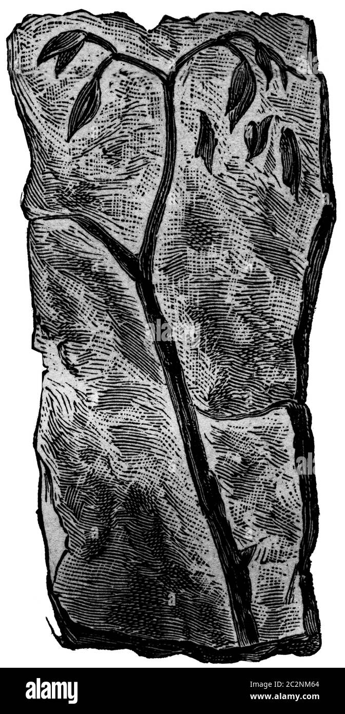 Older plants, Psilophyton originator. Silurian and Devonian land ...