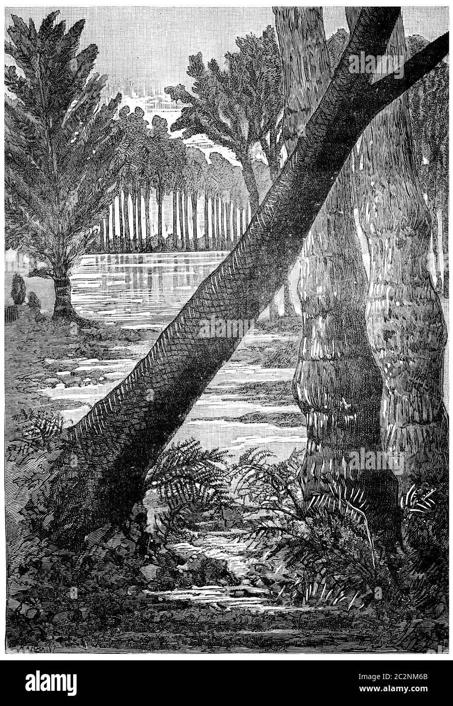 The giant trees of the Carboniferous period. Sigillaires ...