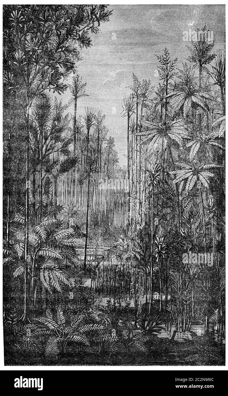Forest Of The Carboniferous Era, vintage engraved illustration. Earth ...