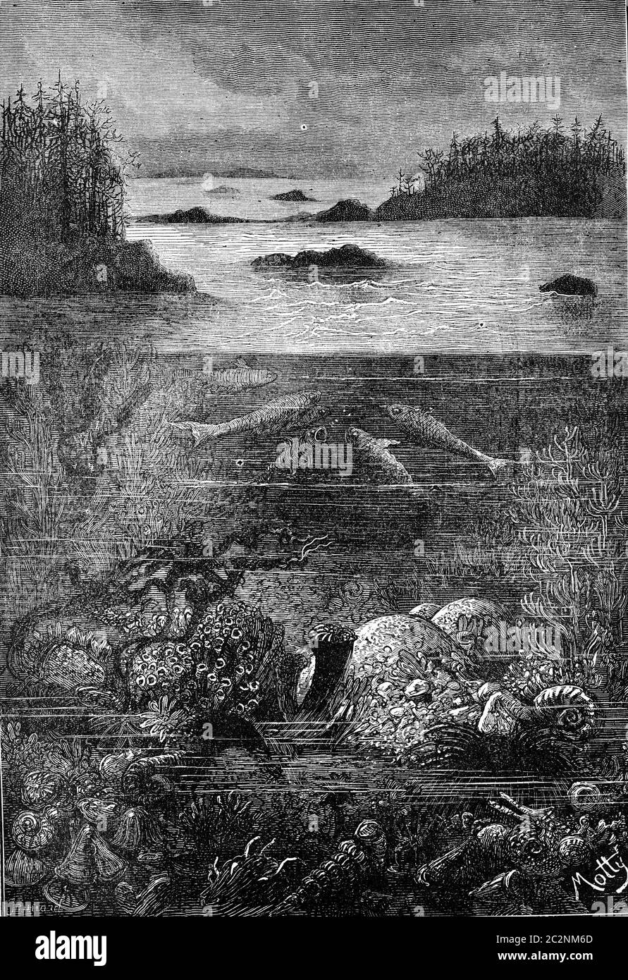 The main inhabitants of the land during the Devonian period. The world ...