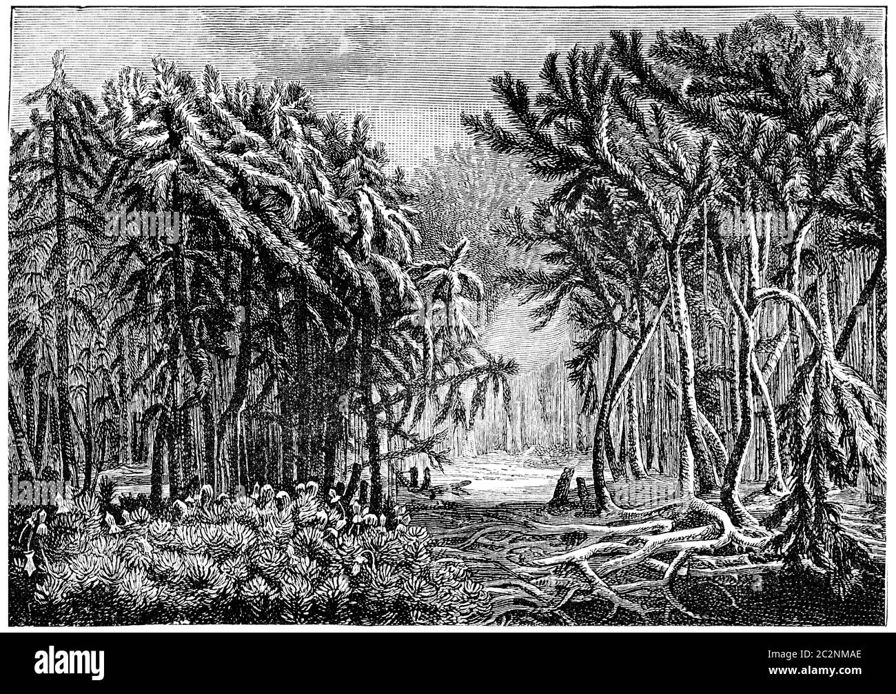 Devonian Period Forest