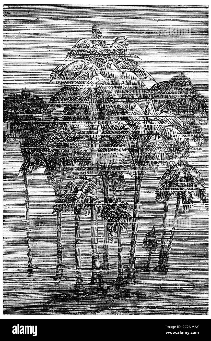 Vintage seaweed illustration Black and White Stock Photos & Images - Alamy