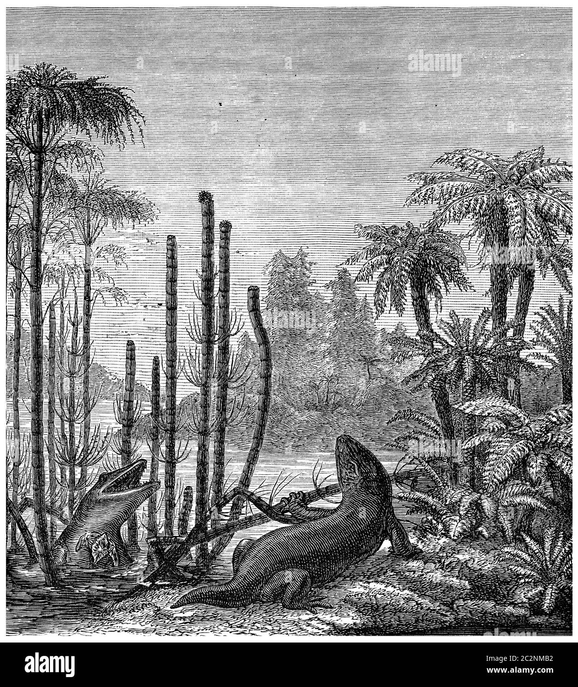The labyrinthodonts, mastodonsaurus, vintage engraved illustration ...