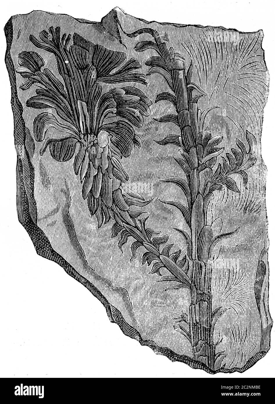 Voltzia heterophylla, Plants of the Triassic period, vintage engraved ...