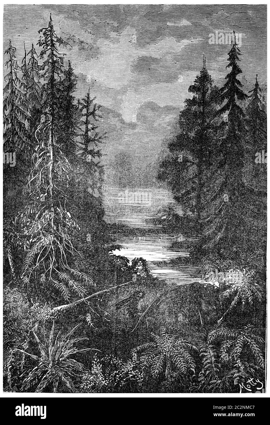 Vintage Forest Illustration