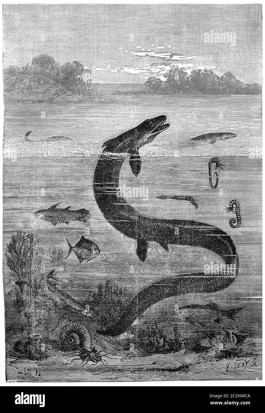 Mosasaur drawing hi-res stock photography and images - Alamy