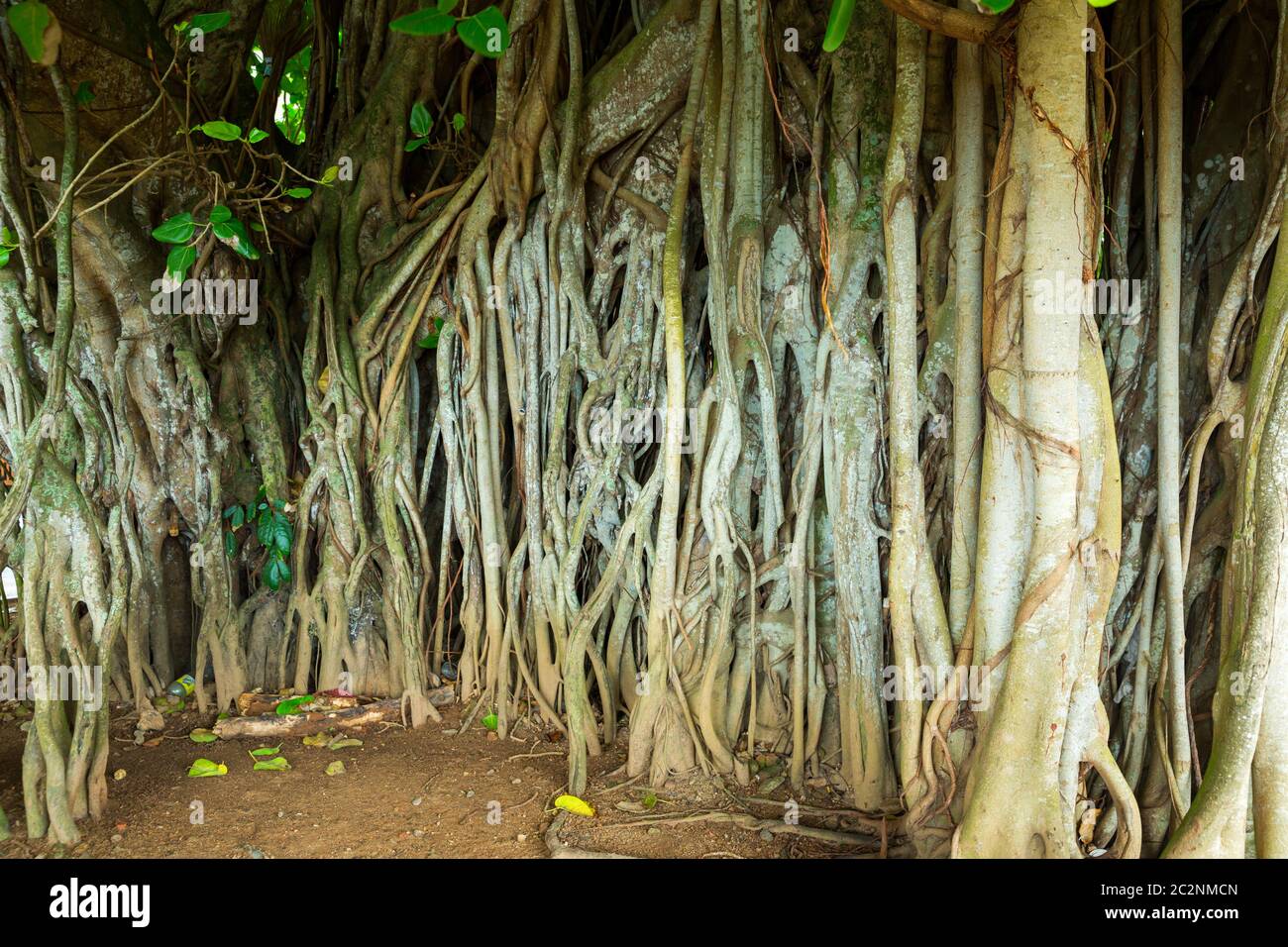 Deep jungle nature of Sri Lanka. Ceylon tropical landscape Stock Photo ...