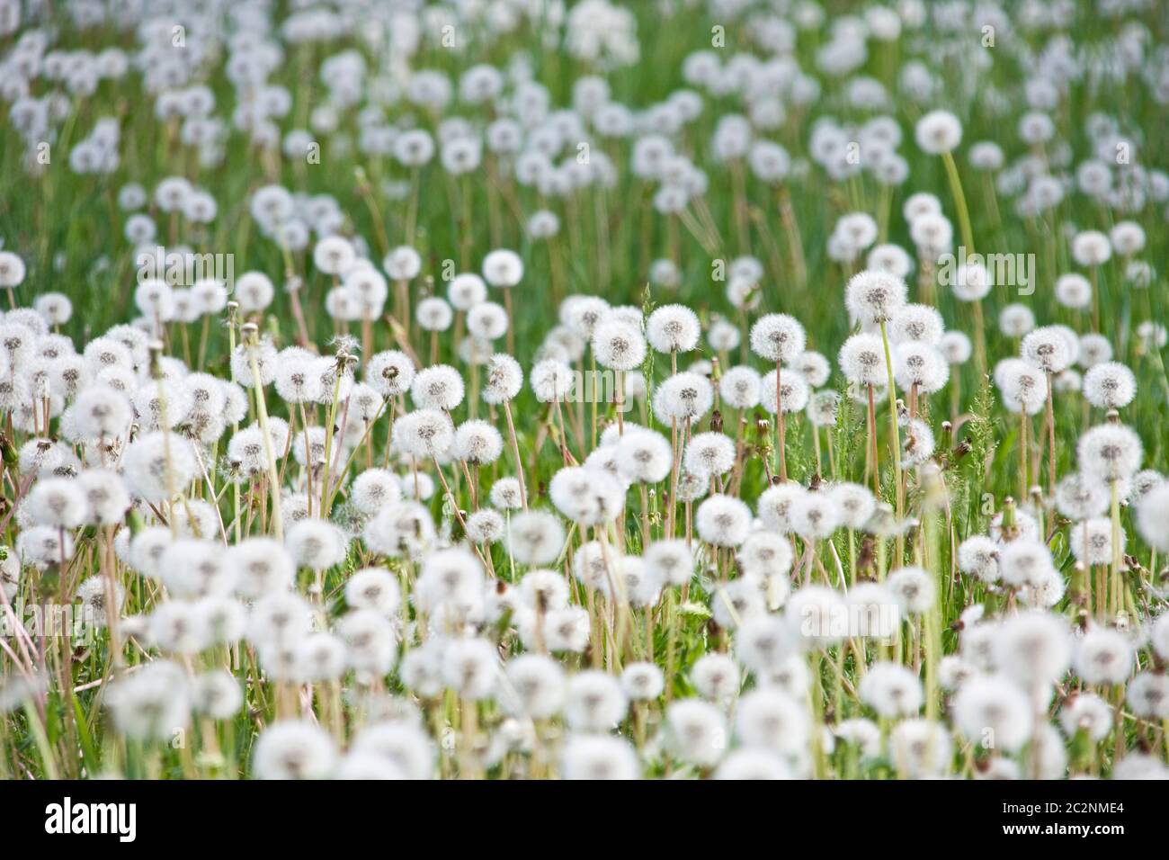 Dandelions on lawn Stock Photo - Alamy