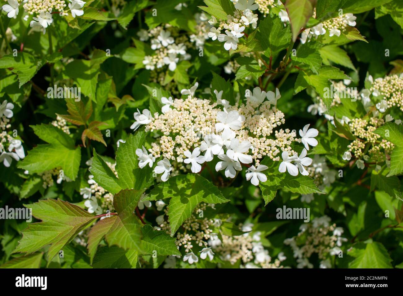 Close up view of beautiful white buds and blossoms on a compact ...