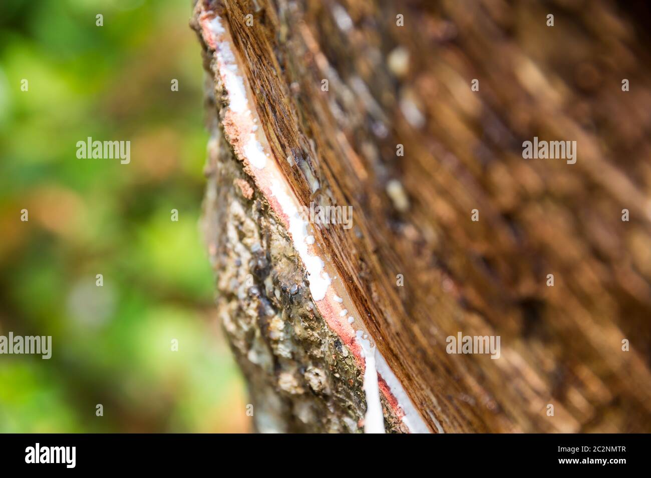 White milk on rubber tree trunk, closeup view. Plantation of Sri Lanka ...