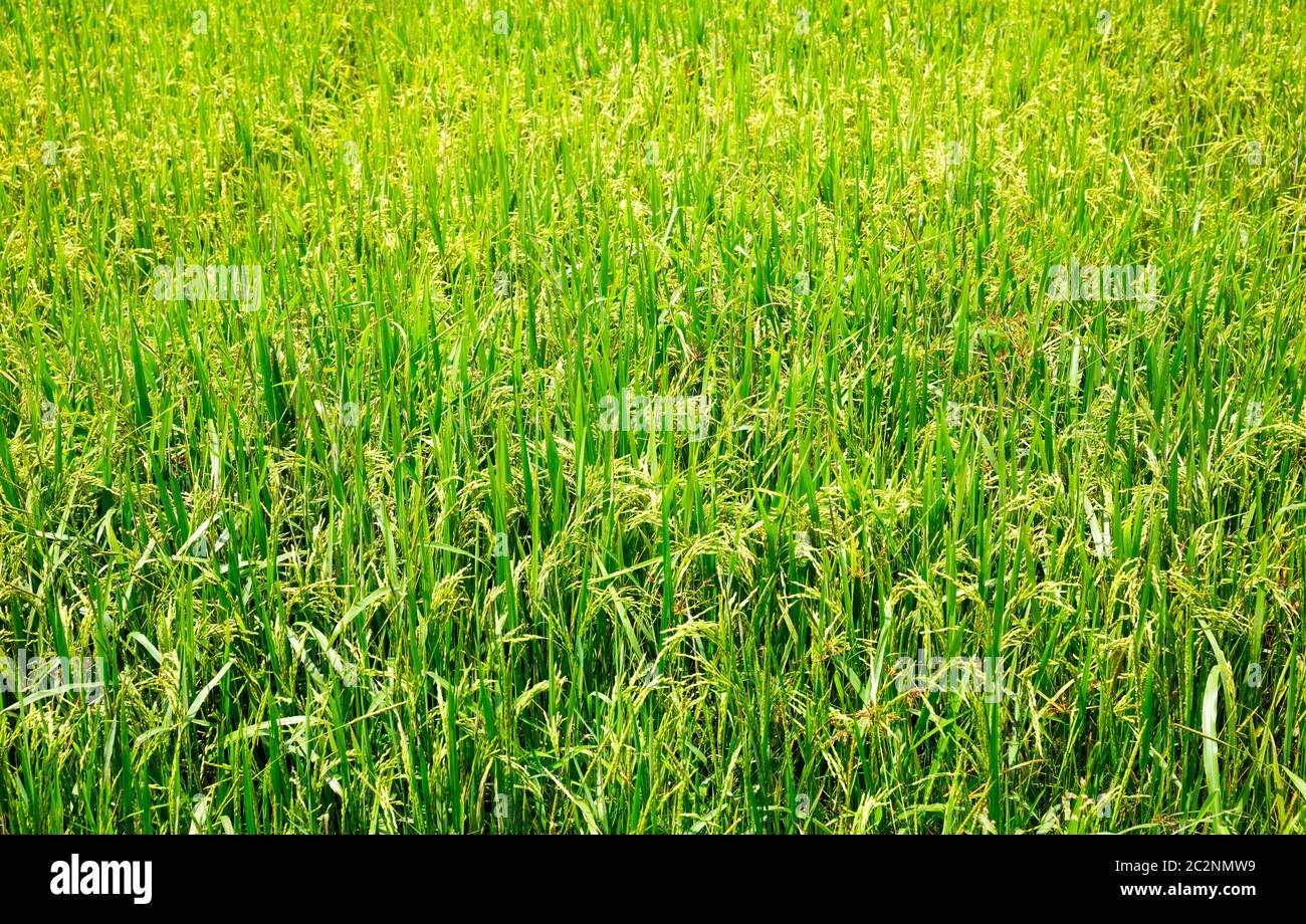 Rice field in Sri lanka, ceylon paddy plantation. Asian food Stock ...