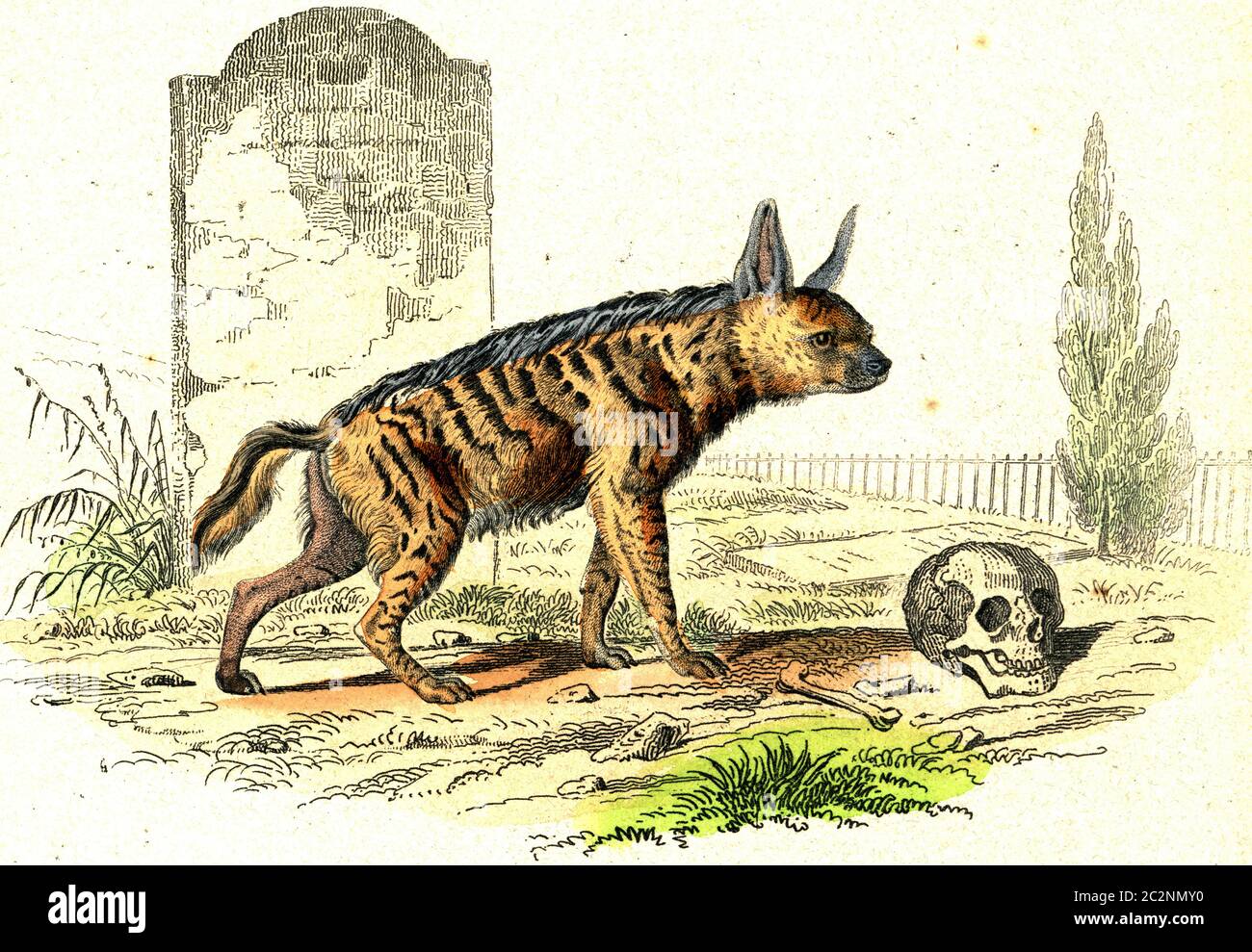 The Striped Hyena, vintage engraved illustration. From Buffon Complete ...