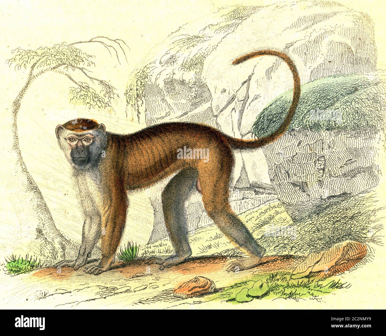 The Malbrouck, vintage engraved illustration. From Buffon Complete Work ...