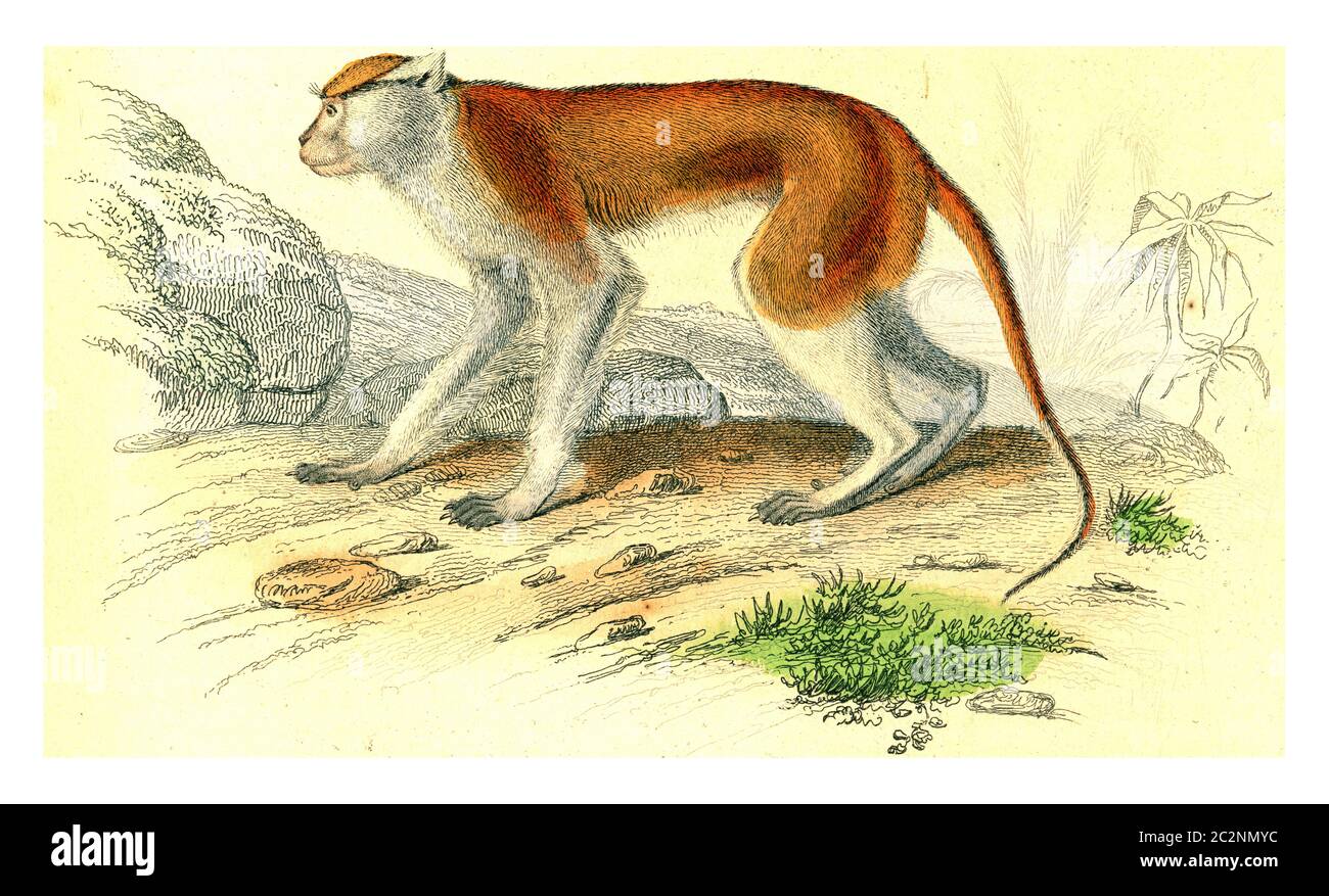 The Patas Monkey, vintage engraved illustration. From Buffon Complete ...