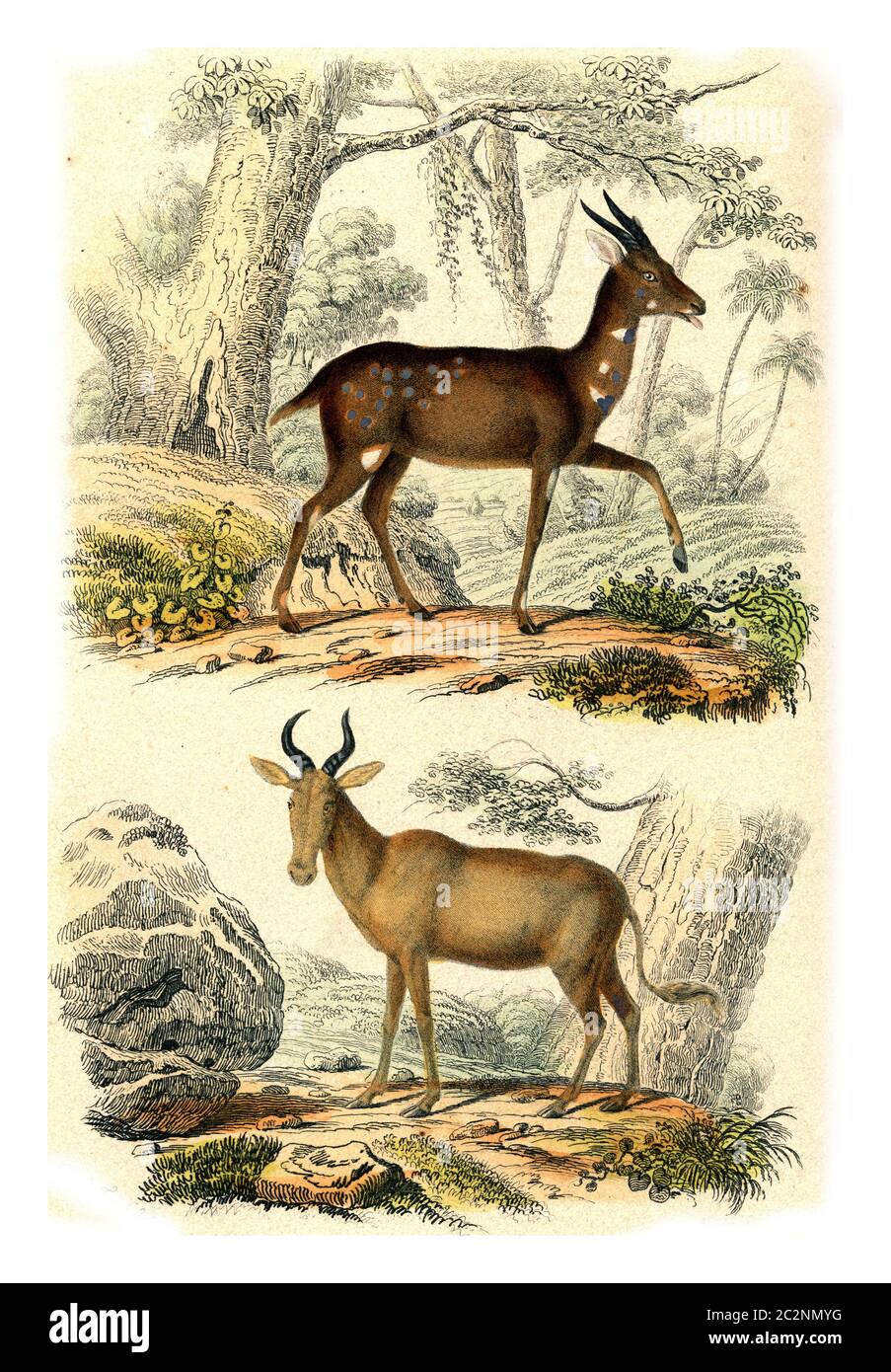 Antelope picture Cut Out Stock Images & Pictures - Alamy