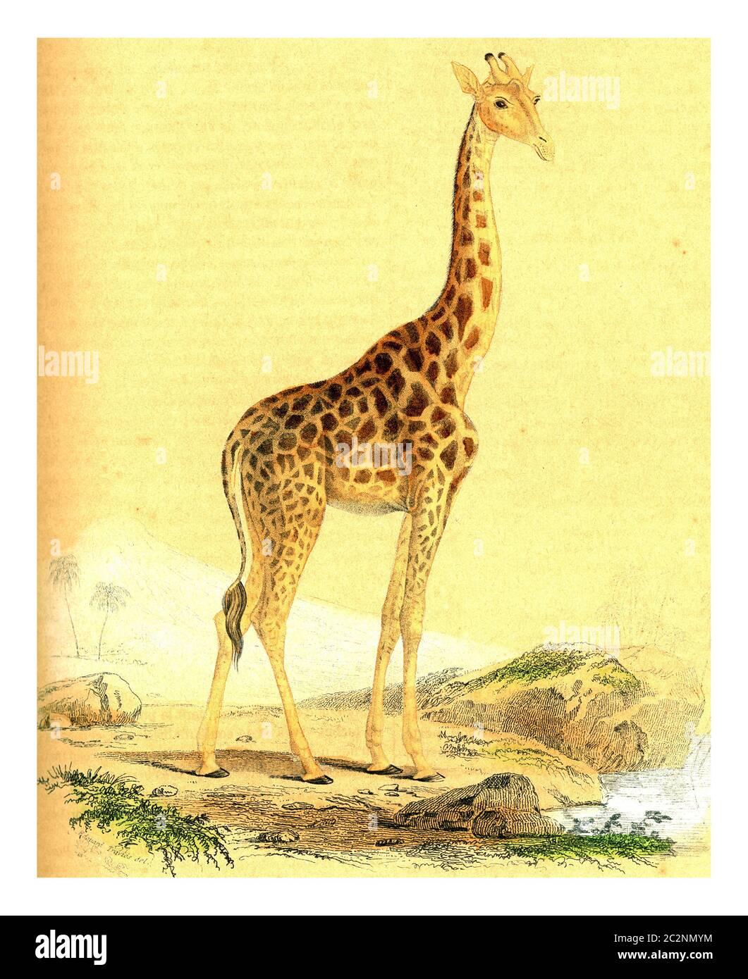 The Giraffe, vintage engraved illustration. From Buffon Complete Work ...