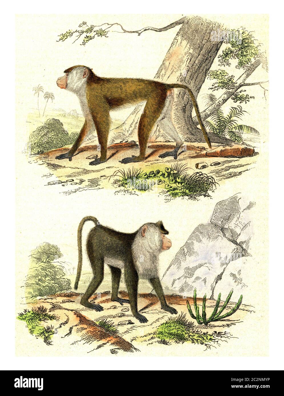 The Macaque, The Egret Monkey, vintage engraved illustration. From ...