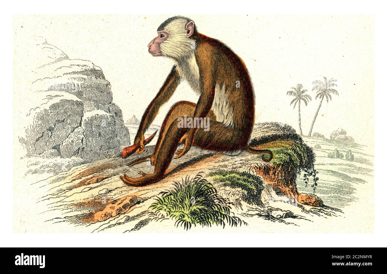 The maimon, vintage engraved illustration. From Buffon Complete Work ...