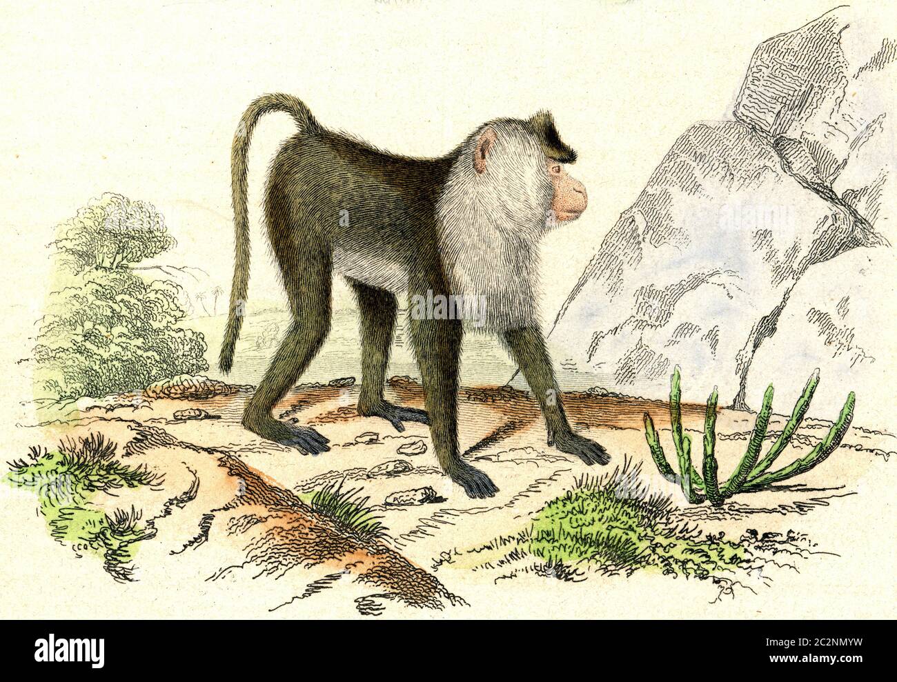 The Egret Monkey, vintage engraved illustration. From Buffon Complete ...