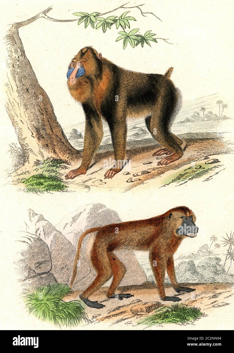 The Mandrill, The Papion, vintage engraved illustration. From Buffon ...