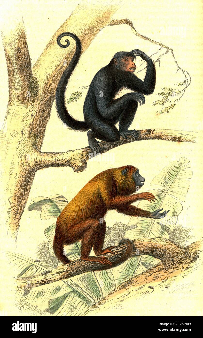 The Coaita, Howler monkeys, vintage engraved illustration. From Buffon ...