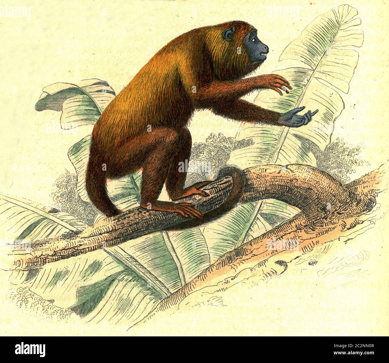 Howler monkeys, vintage engraved illustration. From Buffon Complete ...