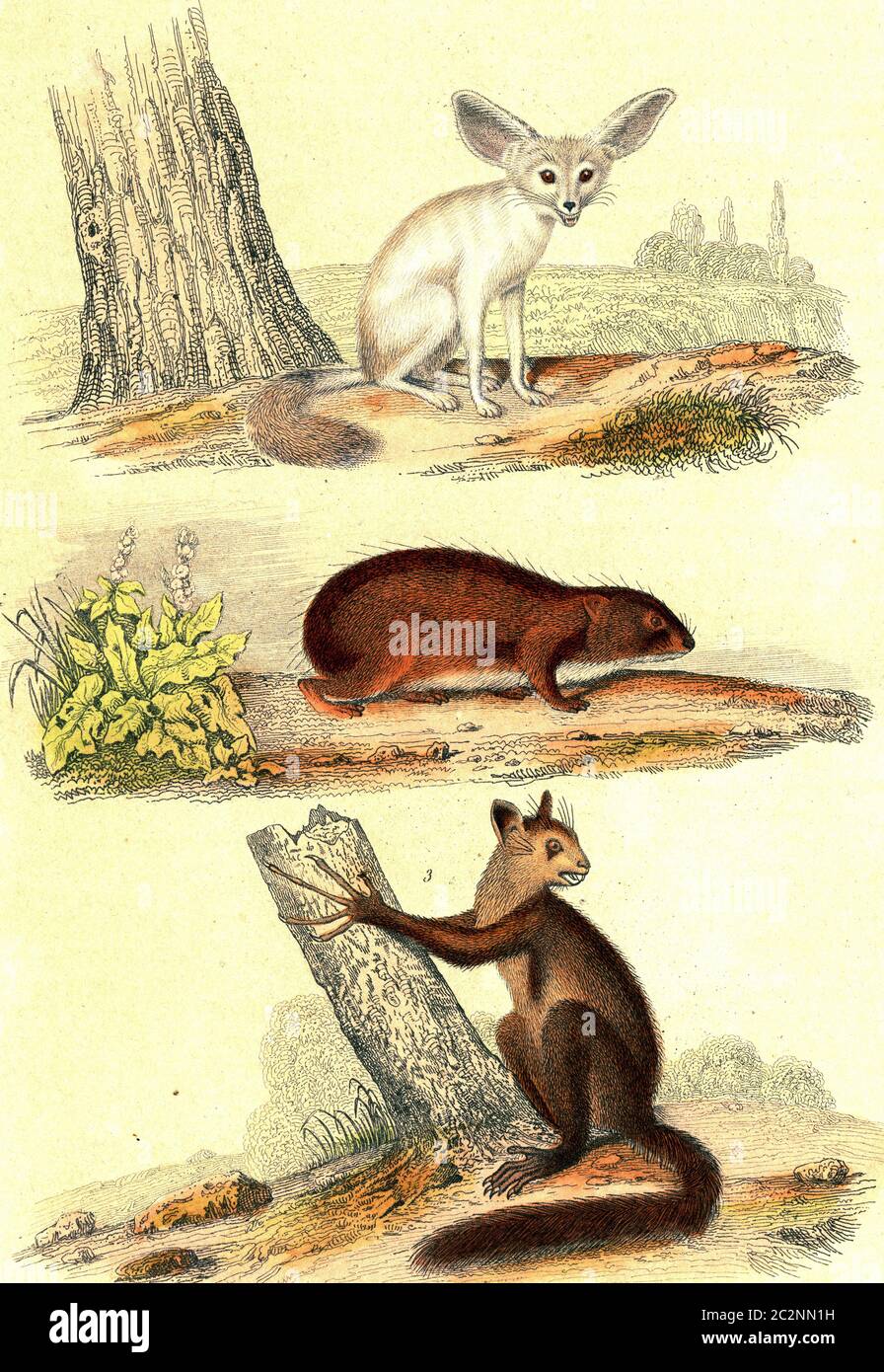 Fennec fox, The Guinea pig, Aye-aye, vintage engraved illustration ...