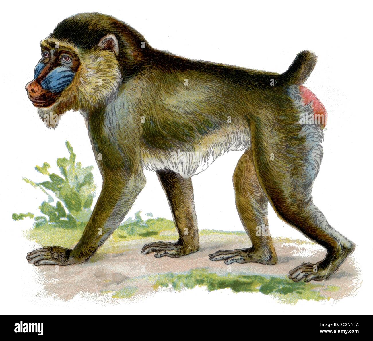 mandrill / Mandrillus sphinx / Mandrill / zoology book, 1913 Stock ...
